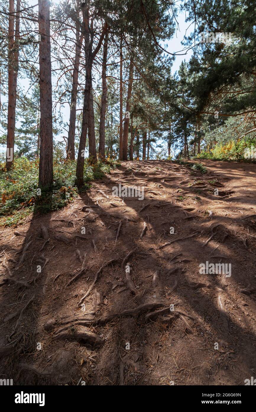 Shadows of tree trunks hi-res stock photography and images - Alamy