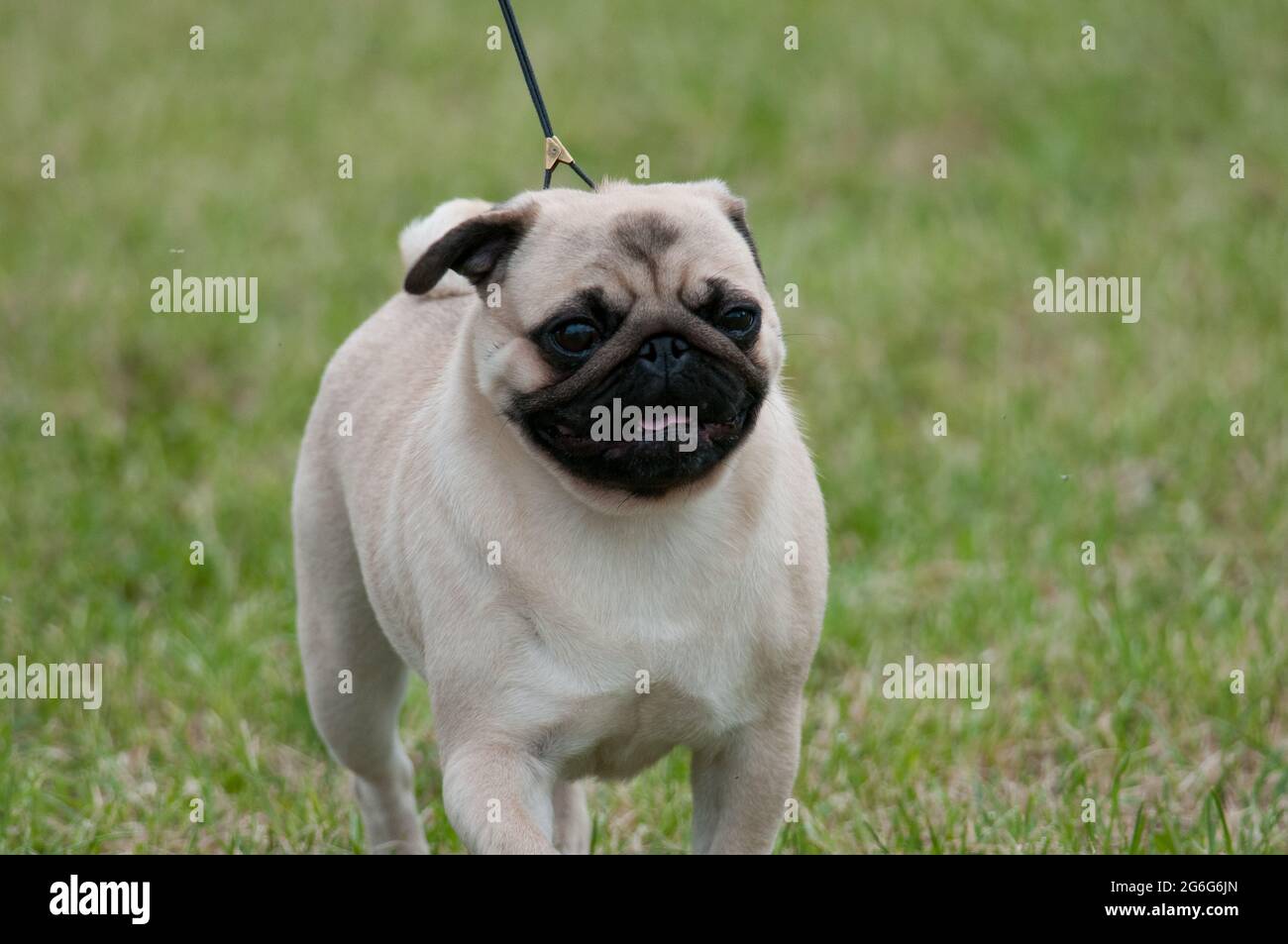 Pug walking in the grass Stock Photo - Alamy