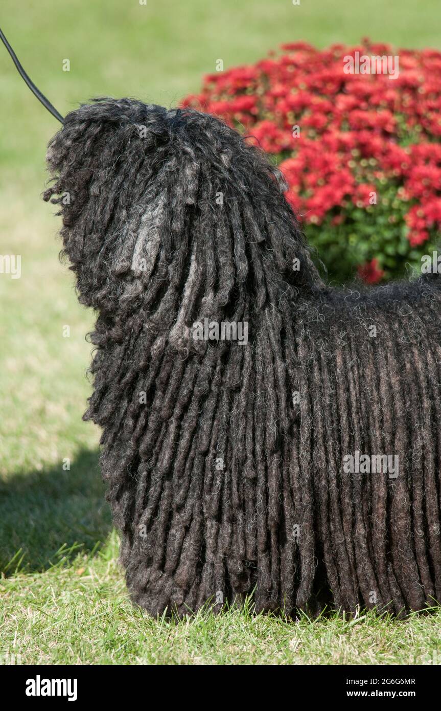 Does The Puli Have Rabies