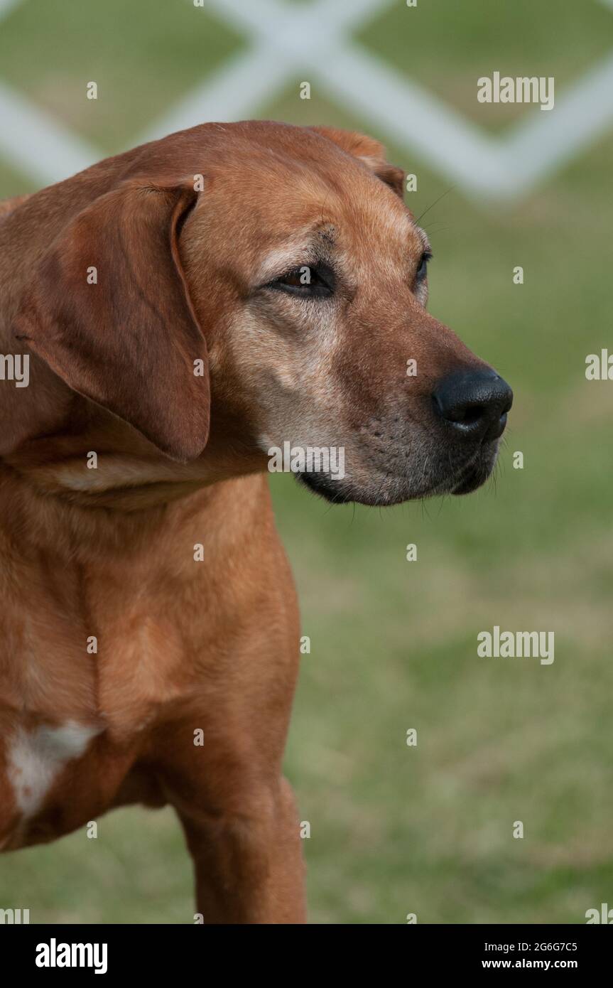 Rhodesian Ridgeback close up at a dog show Stock Photo - Alamy