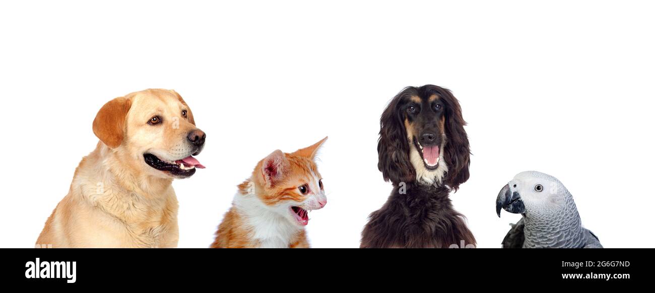 Beautiful pets isolated on a white background Stock Photo - Alamy