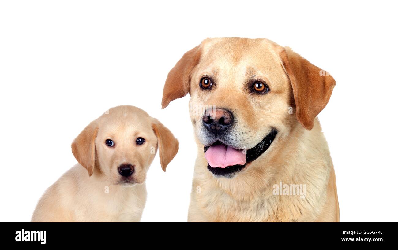 Labrador dogs isolated on a white background Stock Photo - Alamy