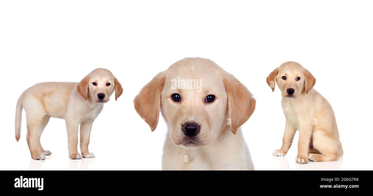 Labrador dogs isolated on a white background Stock Photo - Alamy