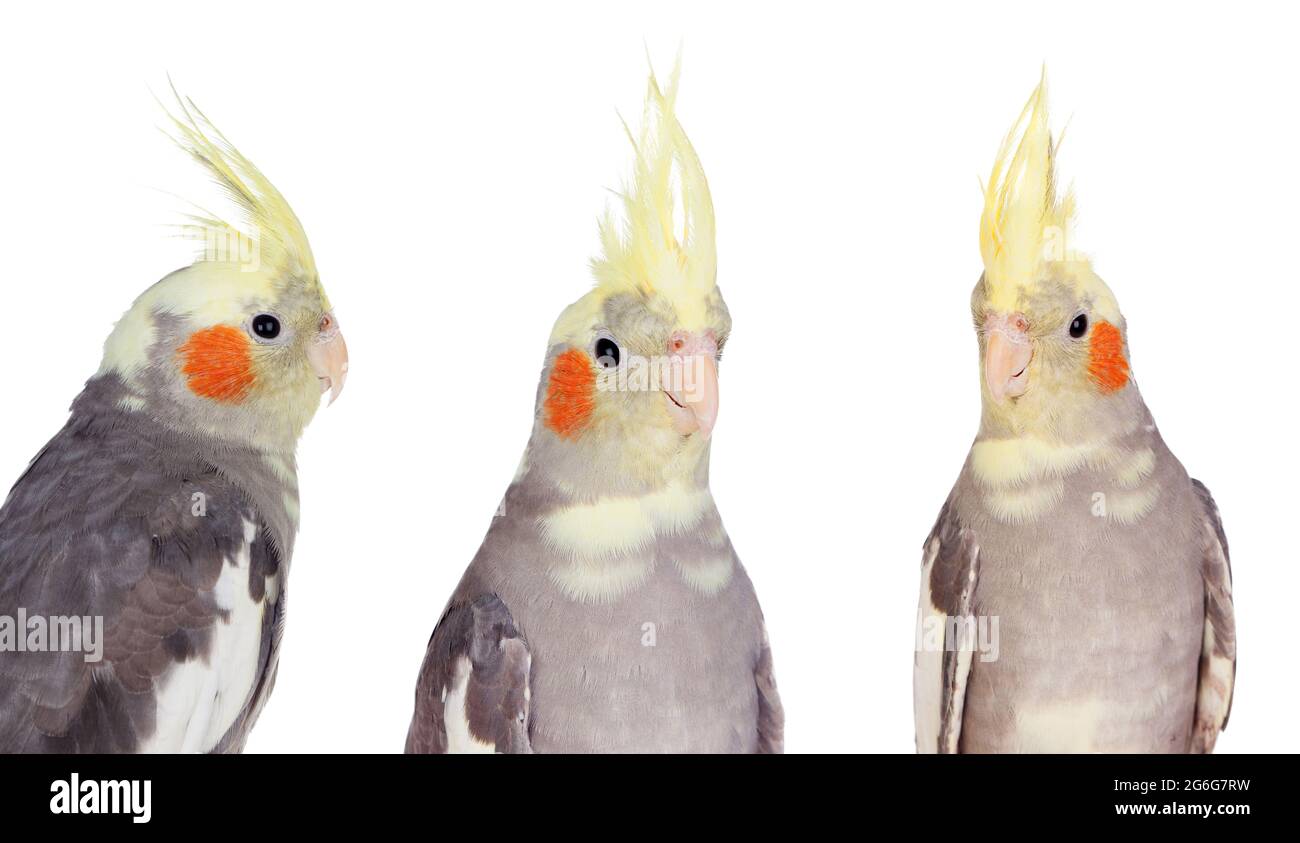 Three yellow cockatoo nymphs. Parrot breed with yellow crest Stock ...