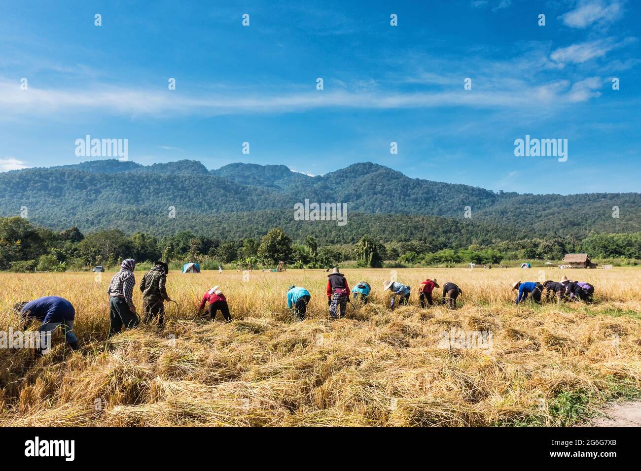 Farmers harvest rice by the traditional approach, reaping the rice ...
