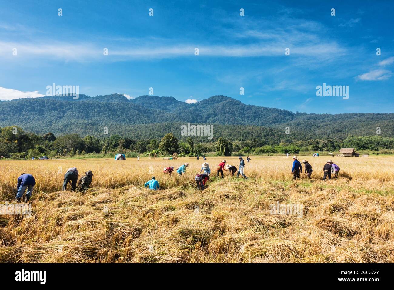 Farmers harvest rice by the traditional approach, reaping the rice ...