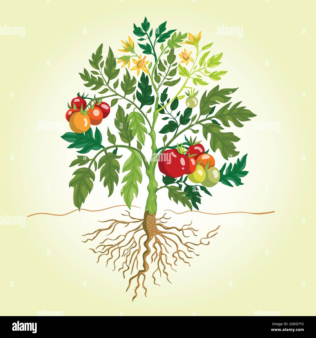 What Are Tomatoes Fruit Vegetables Flowers Roots at Alan Fortune blog