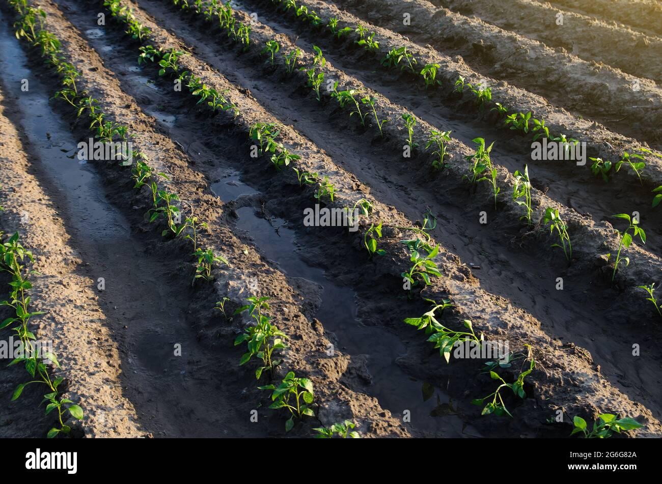 Rows of pepper seedlings after watering. Growing vegetables outdoors on ...
