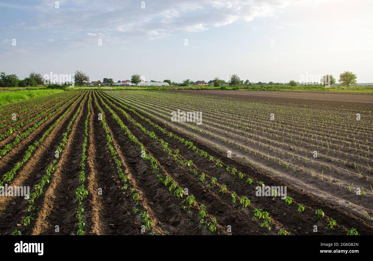 Open ground hi-res stock photography and images - Alamy