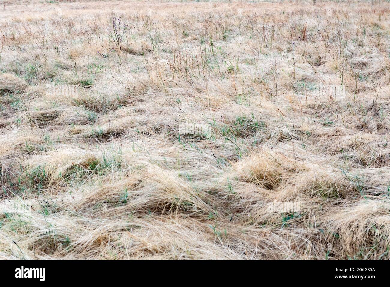 Long and dry grass in anywhere landscape without pruning Stock Photo ...
