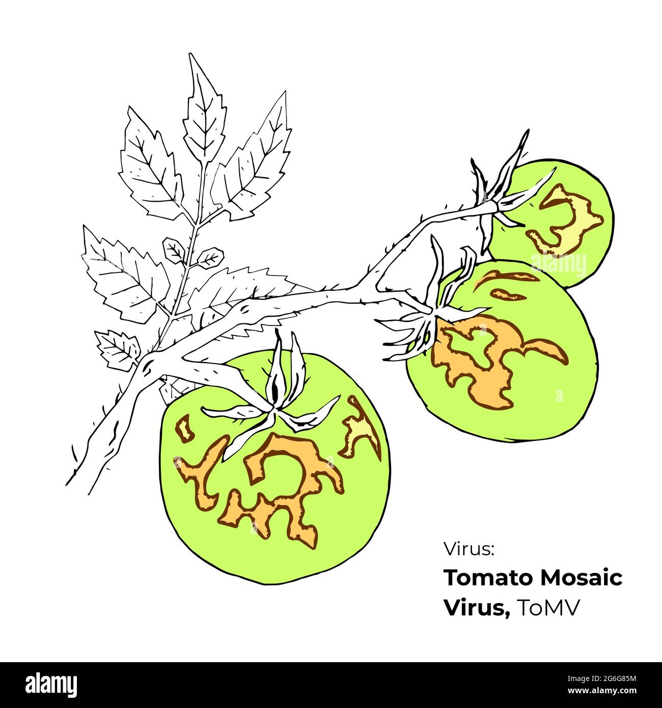 Symptoms of Tomato Mosaic Virus, ToMV vector illustration, hosts and ...