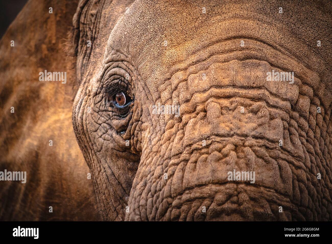 Elephants face hi-res stock photography and images - Alamy