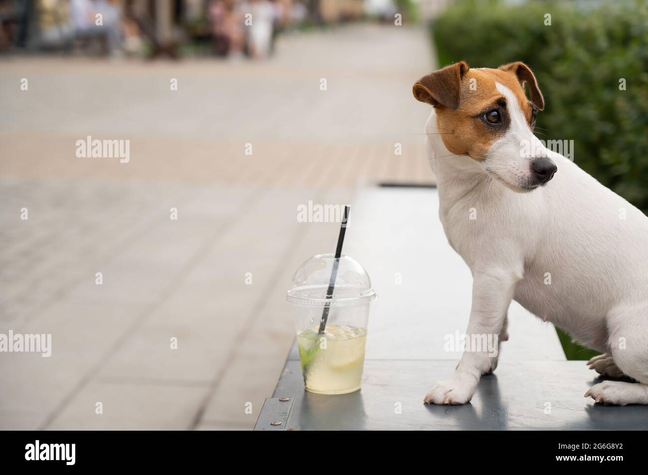Jack russell terrier dog with a plastic glass of lemonade Stock Photo ...