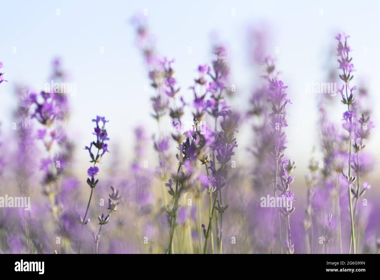 Lavender abstract background hi-res stock photography and images - Alamy