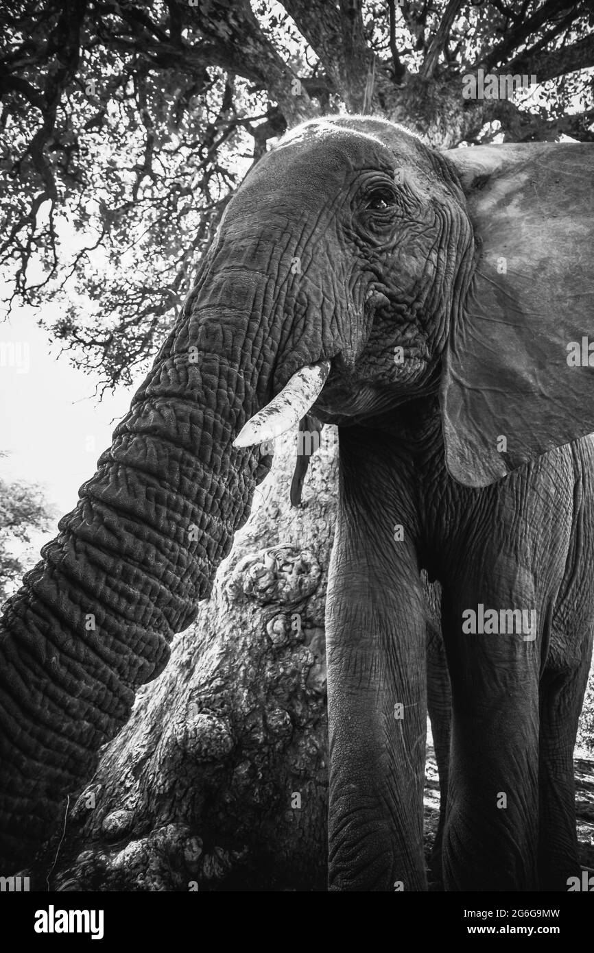 Low angle shot of african elephant under large tree Stock Photo - Alamy