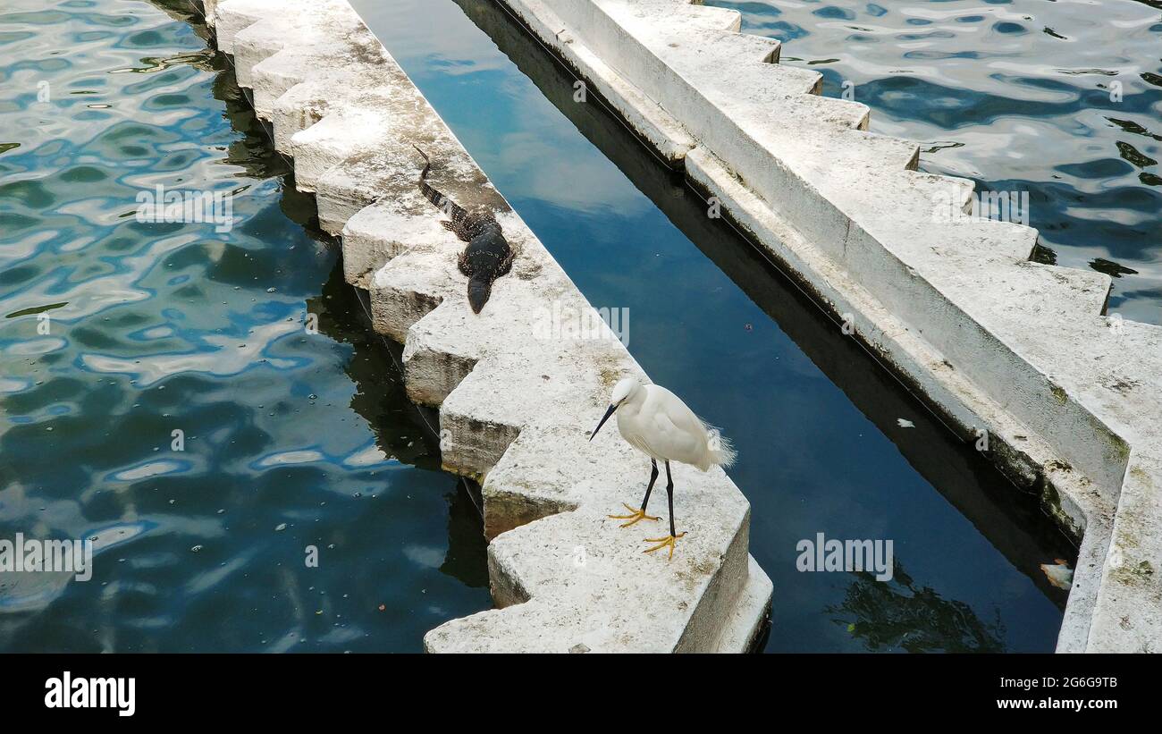 Heron and monitor lizard bask in the sun by the water on a concrete ...