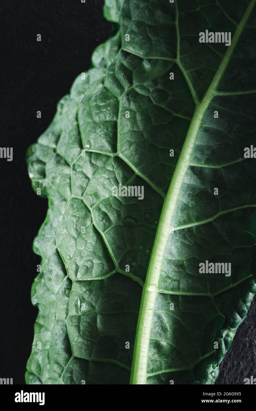 Lacinato kale leaves close hi-res stock photography and images - Alamy