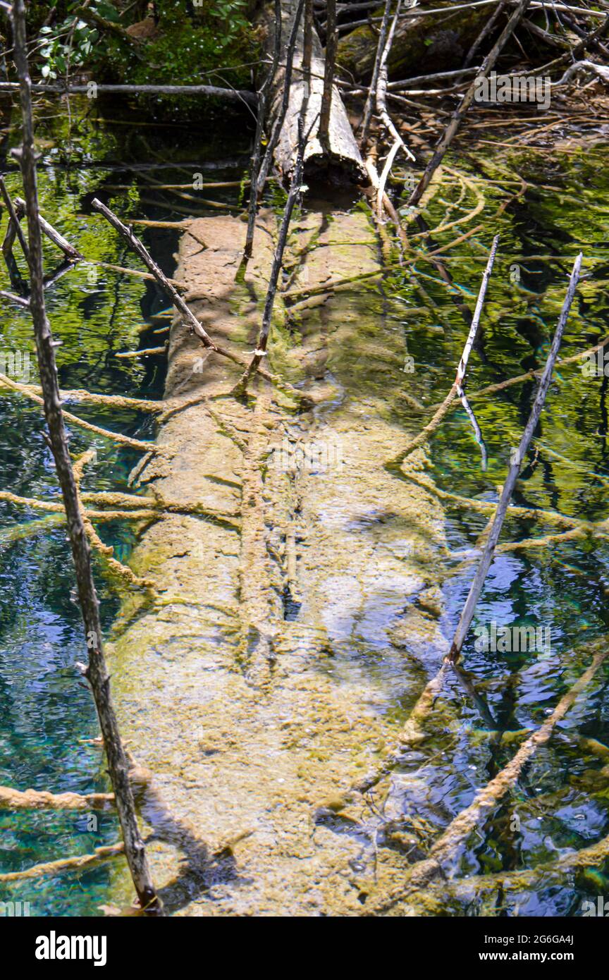 Underwater tree in lake in Plitvice Lakes National Park, Croatia Stock ...
