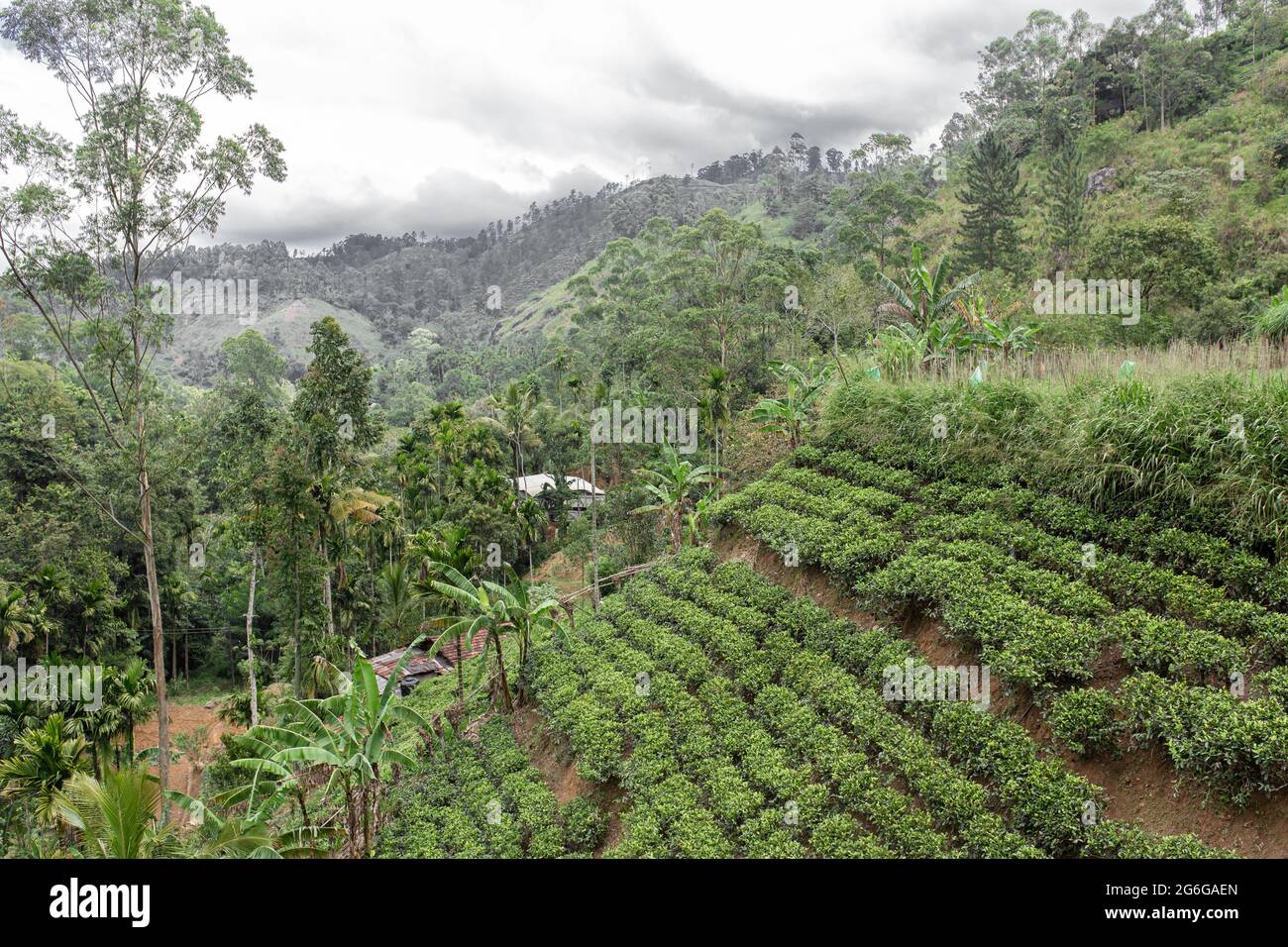 Wonderful natural landscape. Green hilly valley Stock Photo - Alamy