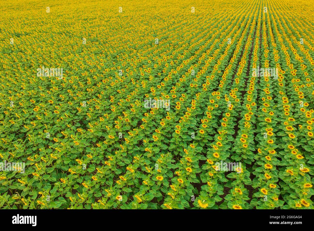 Aerial view about cultivated blooming sunflower field at countryside ...