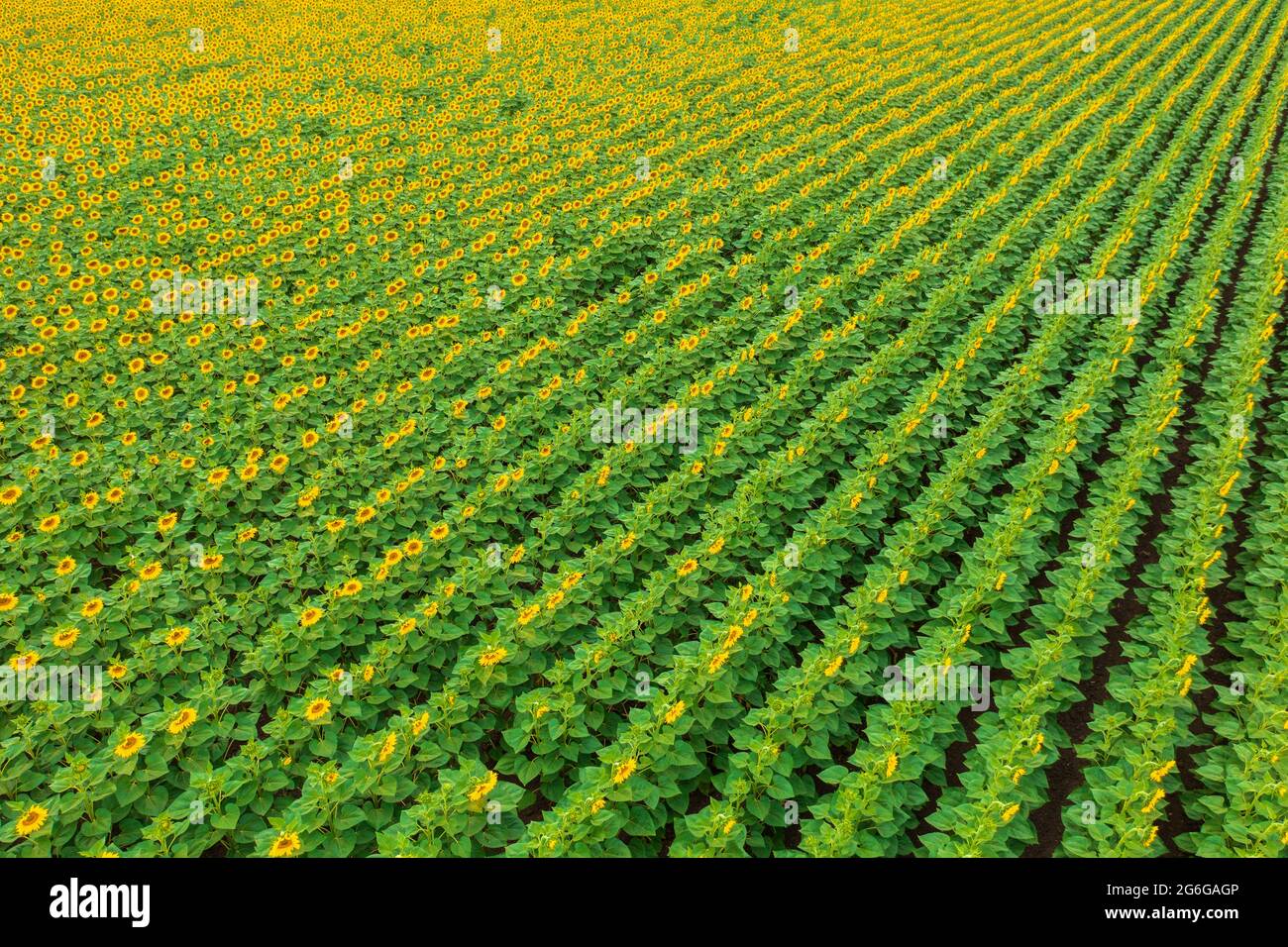 Aerial view about cultivated blooming sunflower field at countryside ...