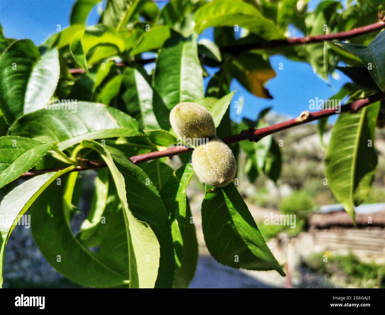 Peach pattern hi-res stock photography and images - Alamy