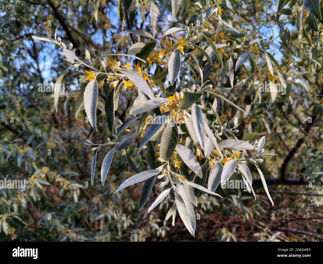 Elaeagnus hi-res stock photography and images - Alamy