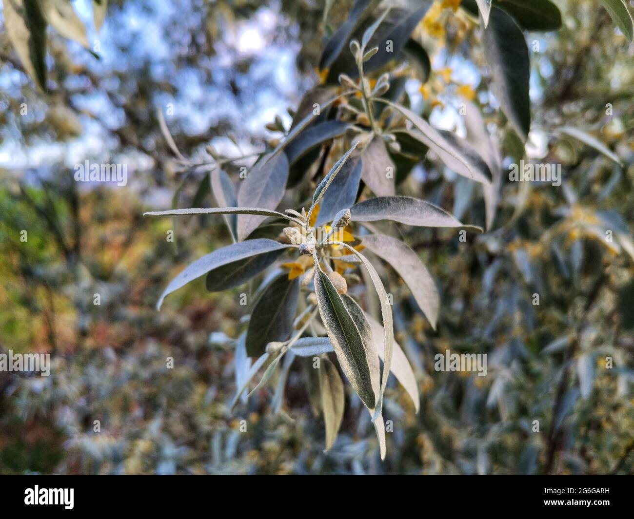 Elaeagnus tree hi-res stock photography and images - Alamy
