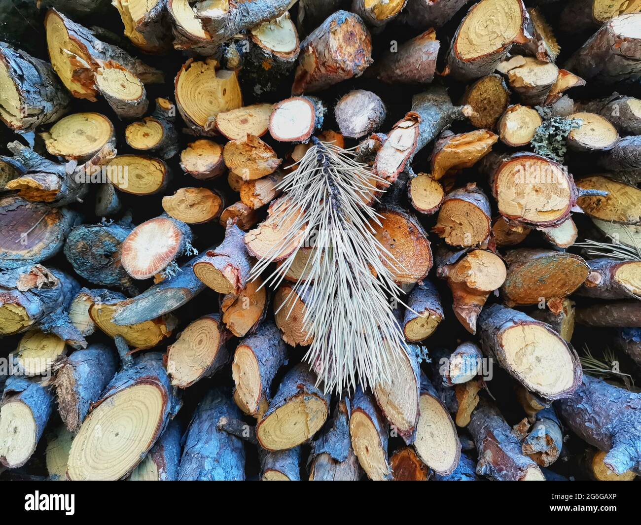 Rows of wood hi-res stock photography and images - Alamy