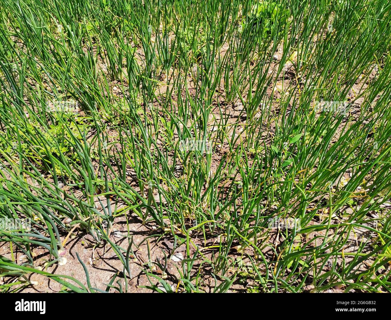 Organic onion field hi-res stock photography and images - Alamy