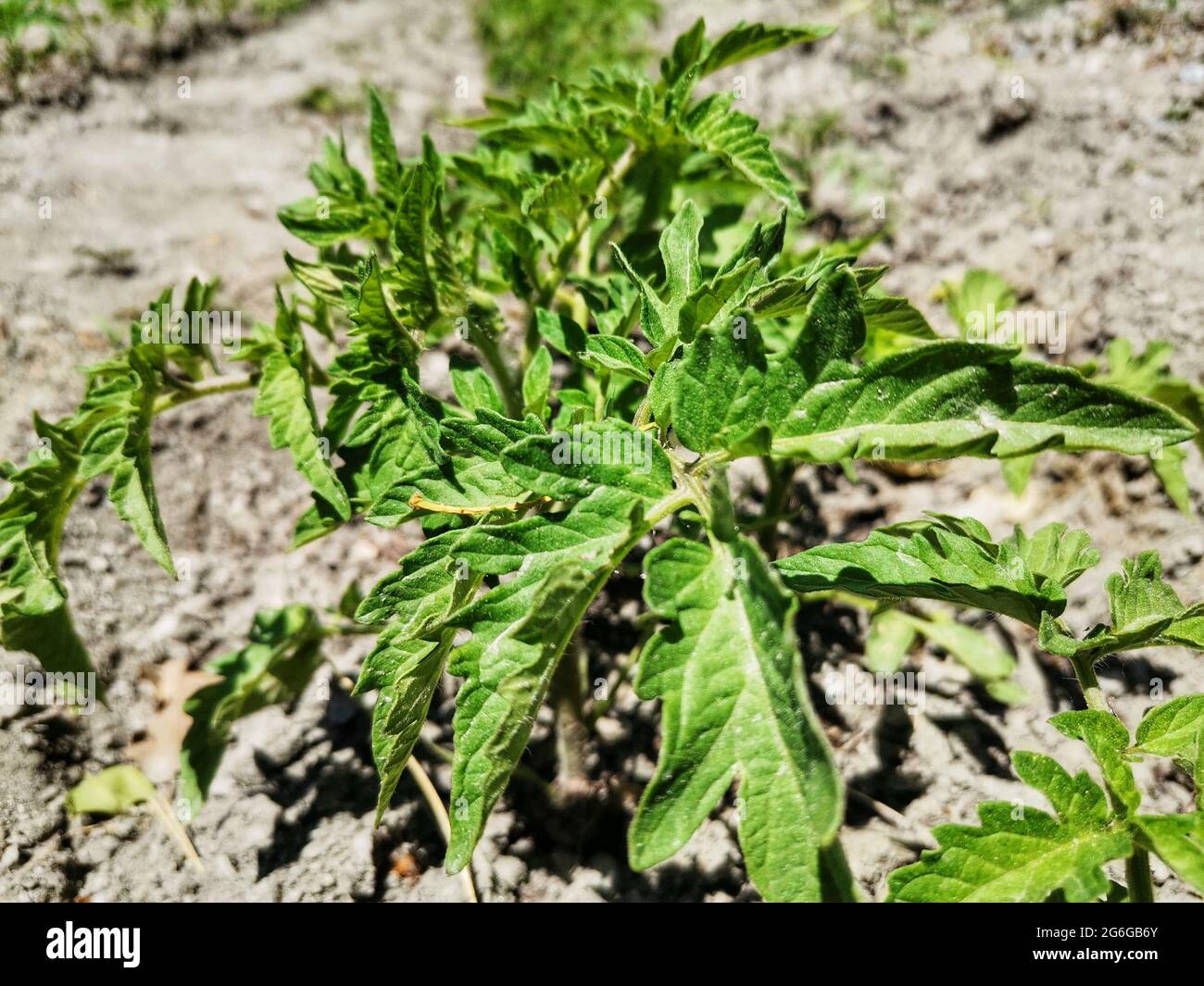 Tomato saplings in the greenhouse in the spring. Tomato seedlings grown ...