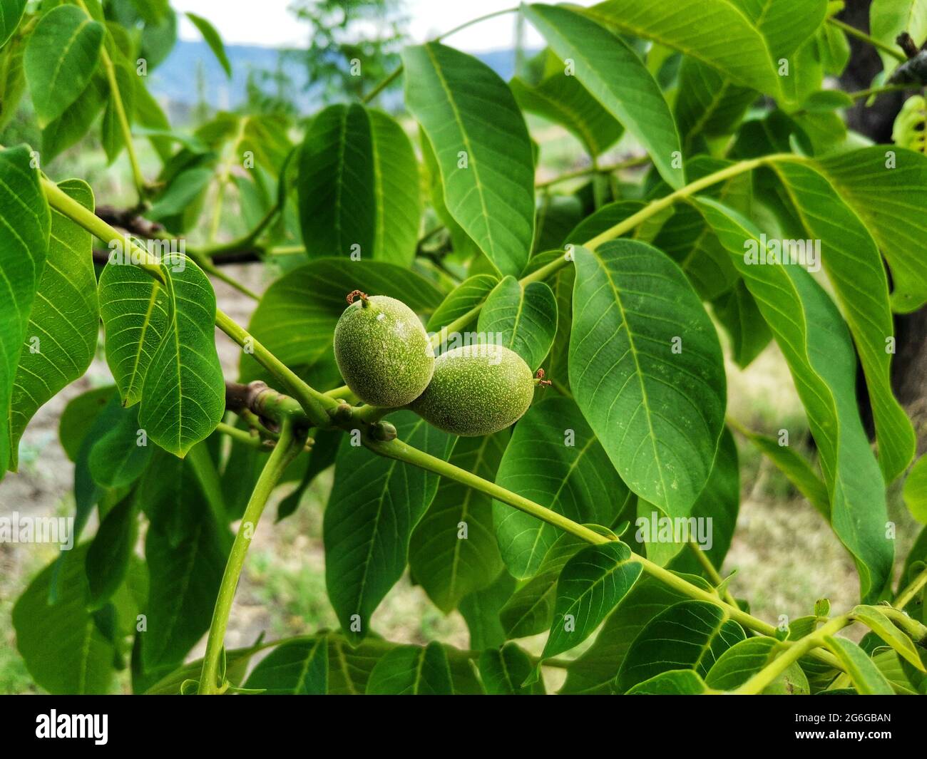 Walnut tree wood hi-res stock photography and images - Alamy