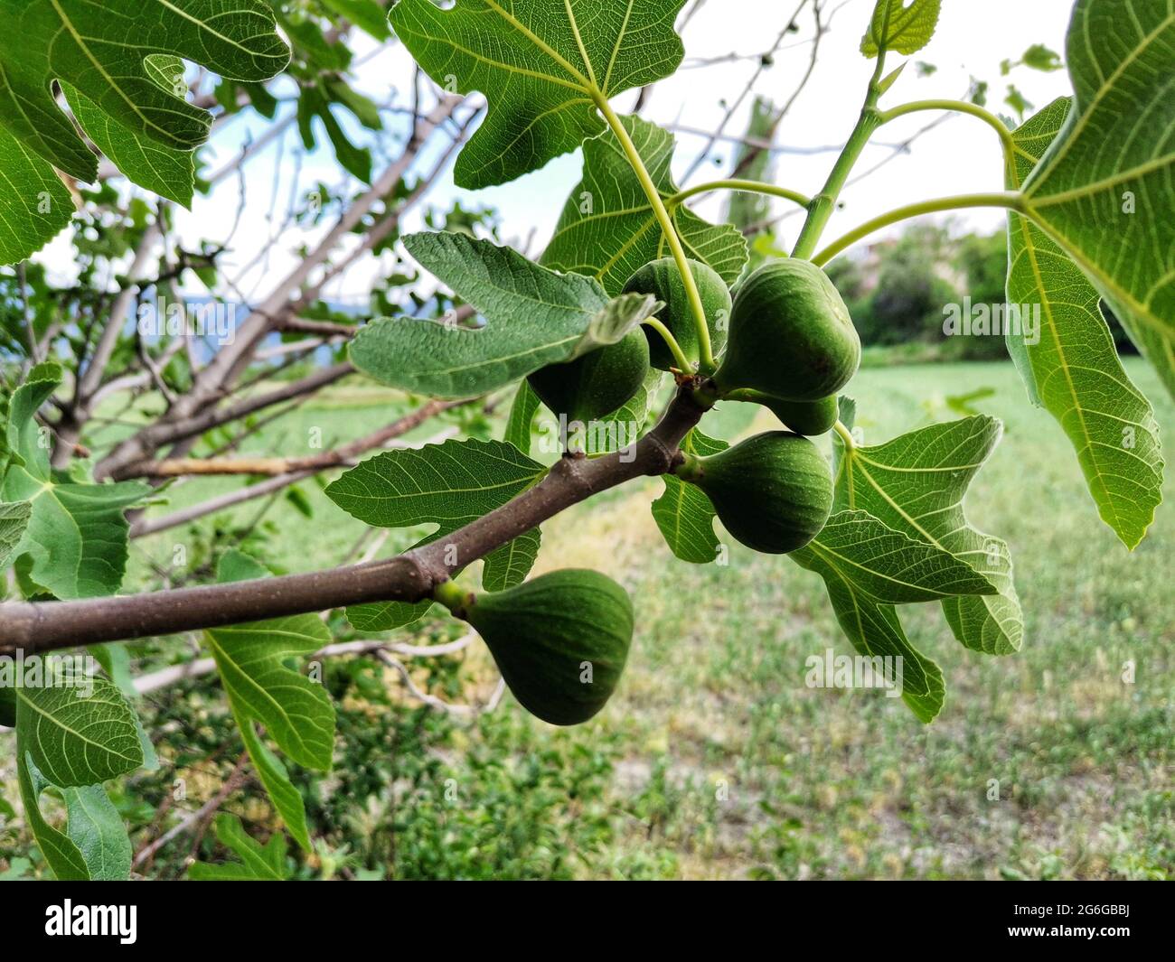 Figs Leaves