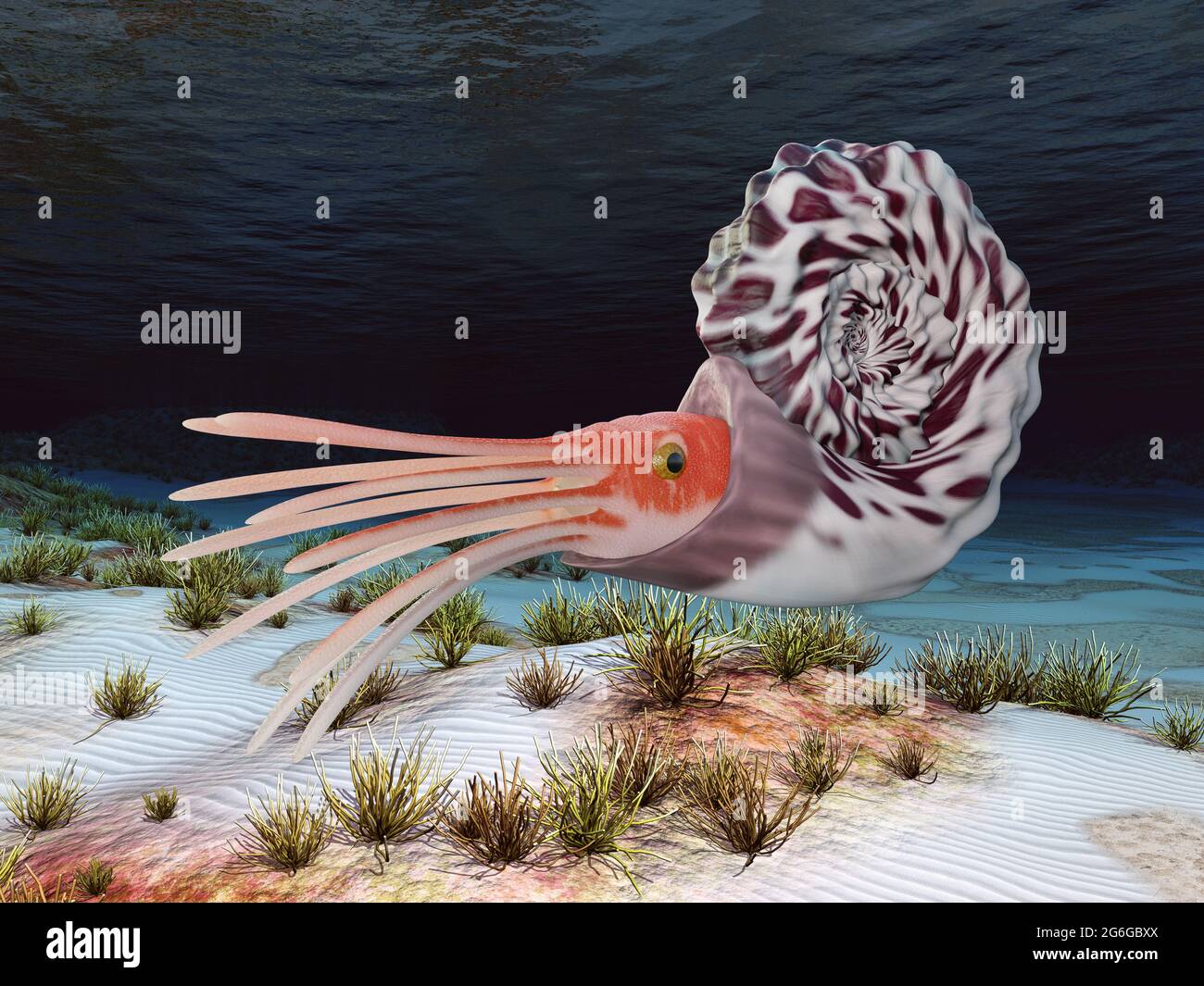 Ammonite fossils illustration hi-res stock photography and images - Alamy