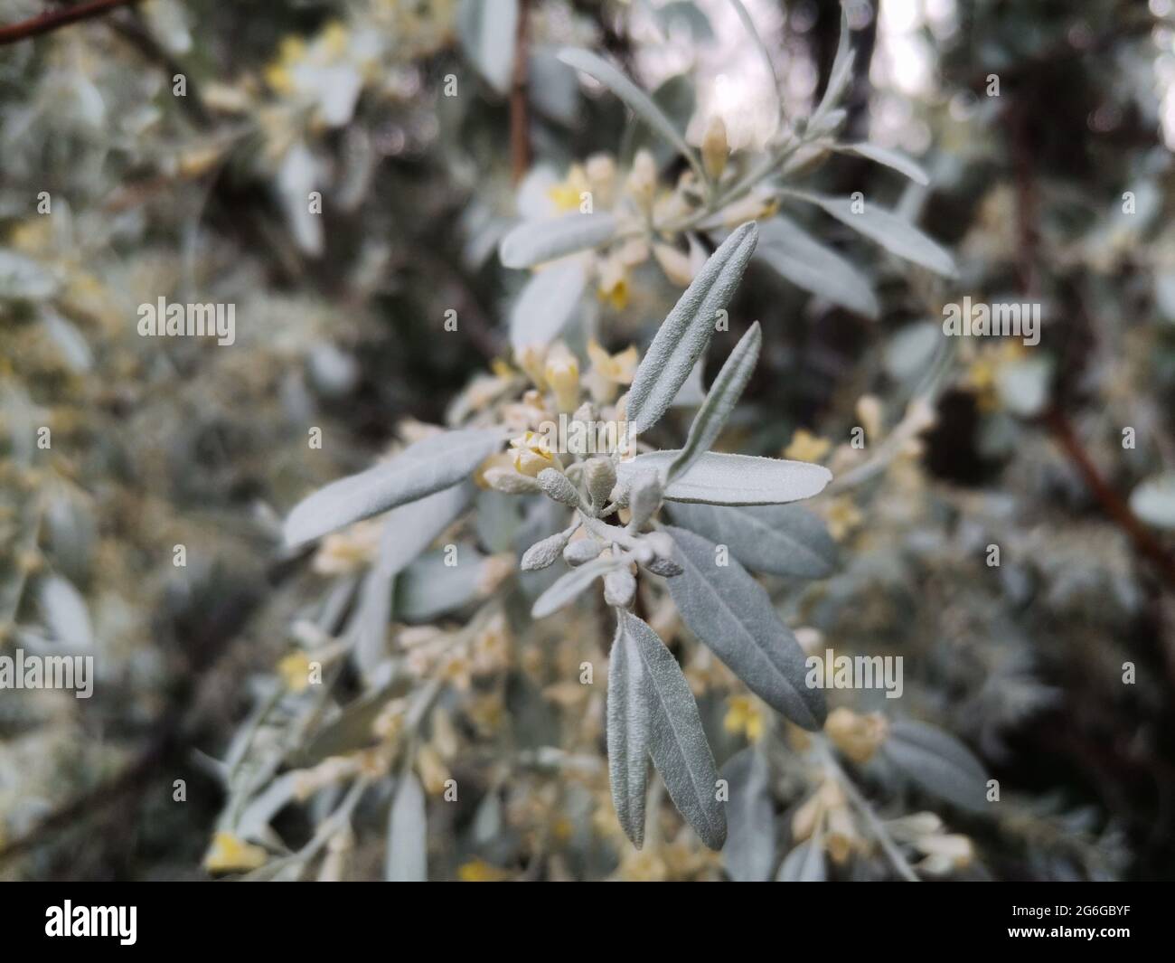 Elaeagnus hi-res stock photography and images - Alamy