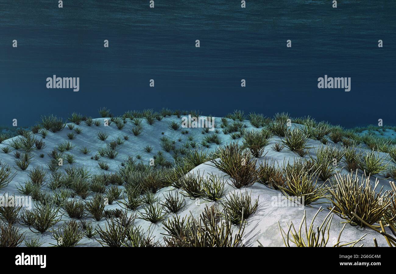 Seabed with corals Stock Photo - Alamy