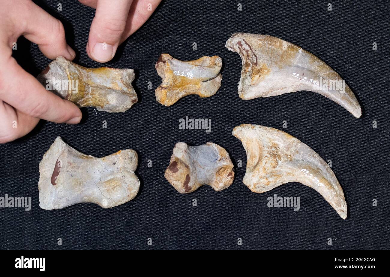 Plateosaurus hi-res stock photography and images - Alamy