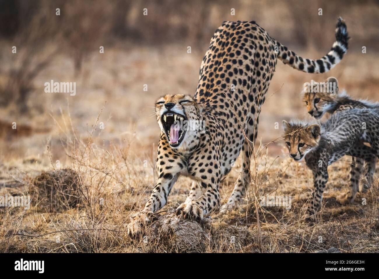 Cheetah stretching hi-res stock photography and images - Alamy