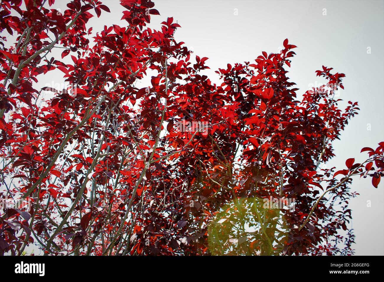 Japanese maple red hi-res stock photography and images - Alamy