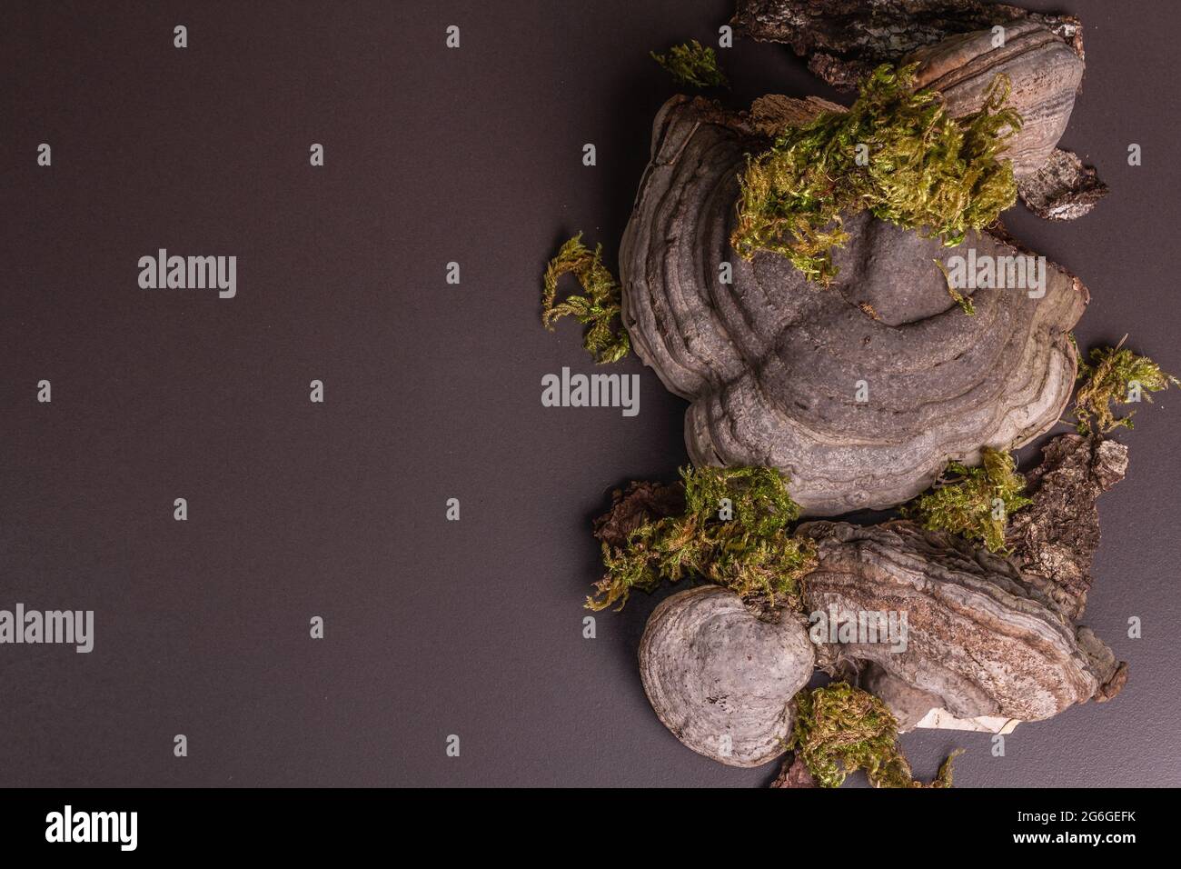 Mushroom tinder fungus or Fomes fomentarius on black stone concrete ...