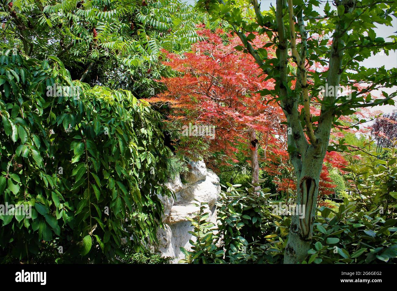 japanese garden, japanese trees, japanese style, pool, bridge Stock ...