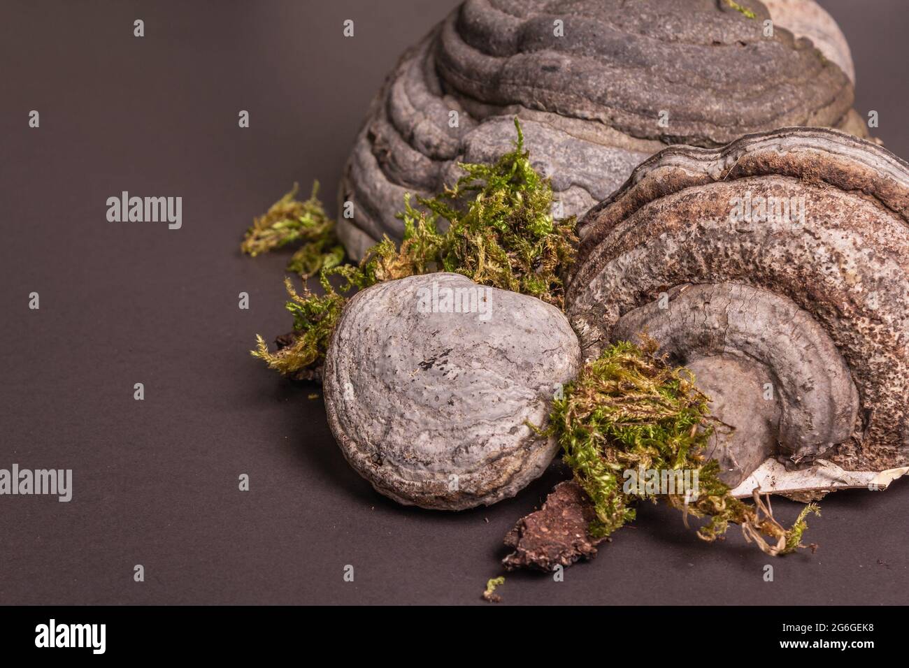 Mushroom tinder fungus or Fomes fomentarius on black stone concrete ...