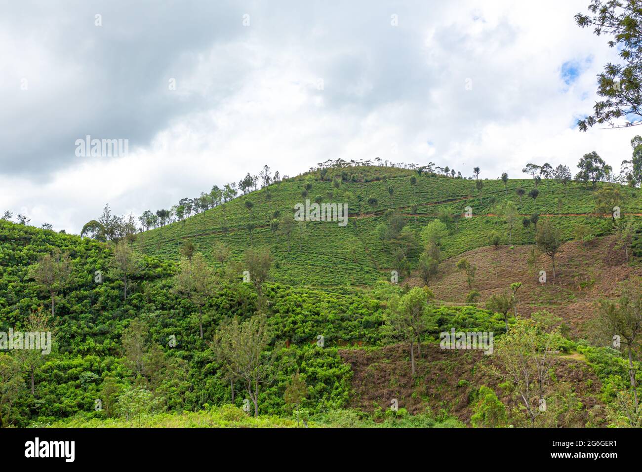 Picturesque natural landscape. Green tea plantations in the highlands ...