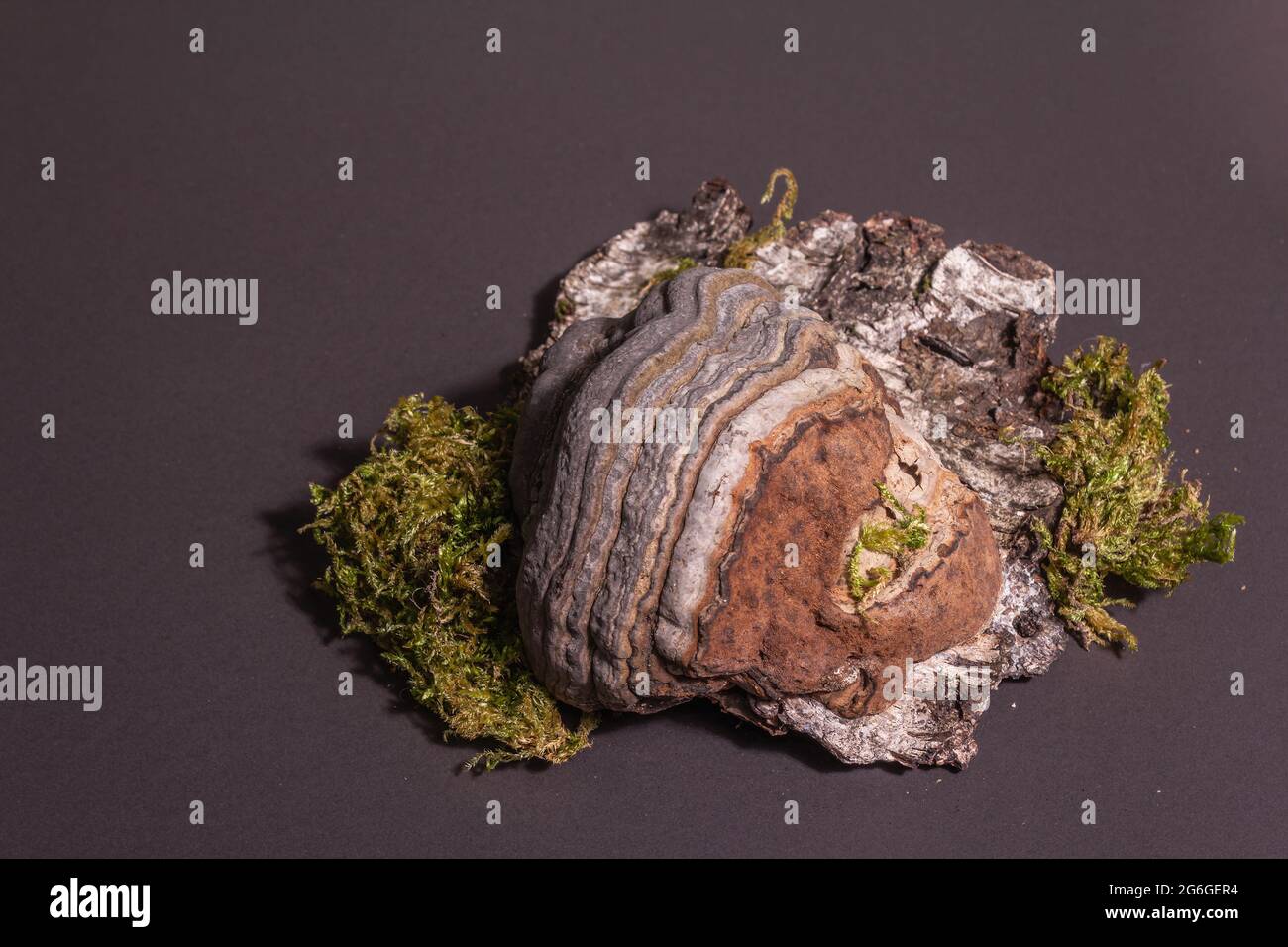 Mushroom tinder fungus or Fomes fomentarius on black stone concrete ...