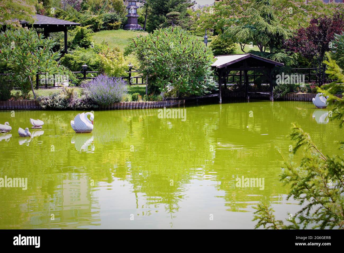 Japanese maple park hi-res stock photography and images - Alamy