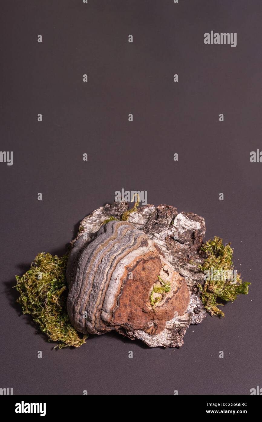 Mushroom tinder fungus or Fomes fomentarius on black stone concrete ...