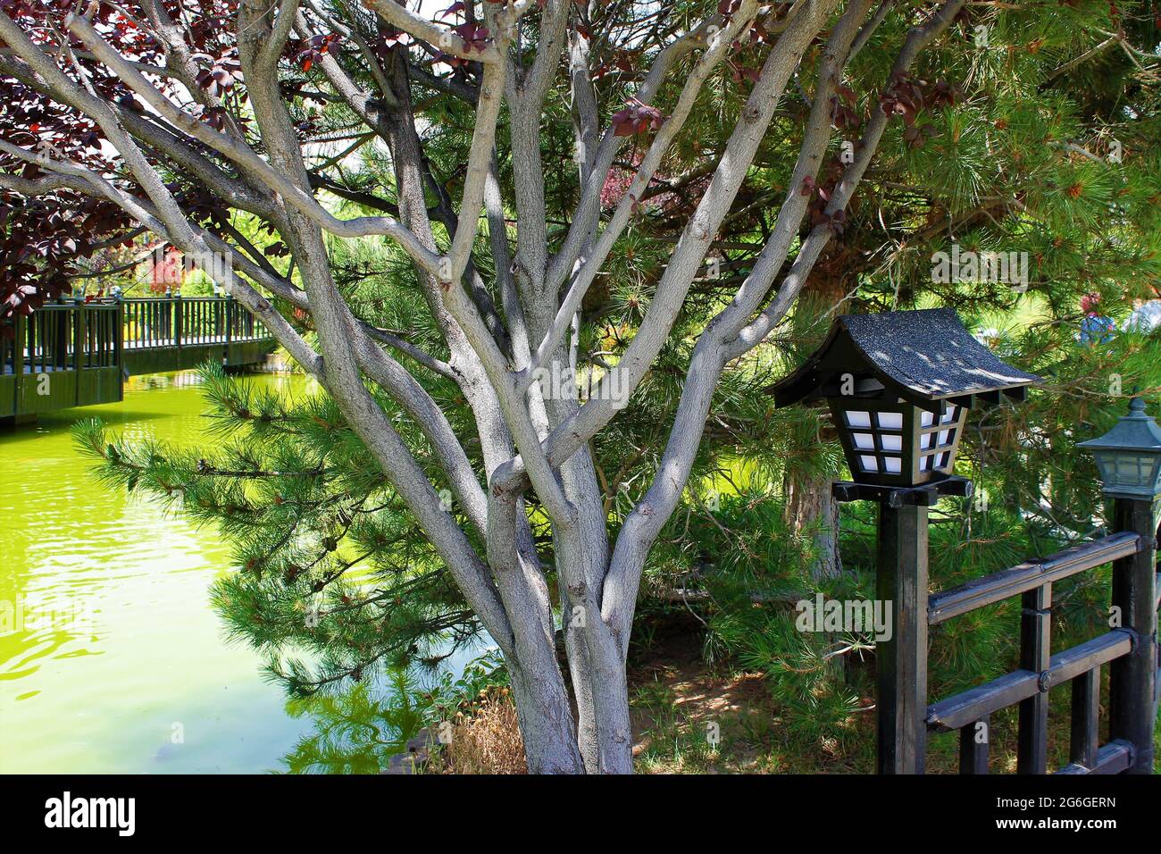Japanese garden and Japanese garden art, japanese trees Stock Photo - Alamy