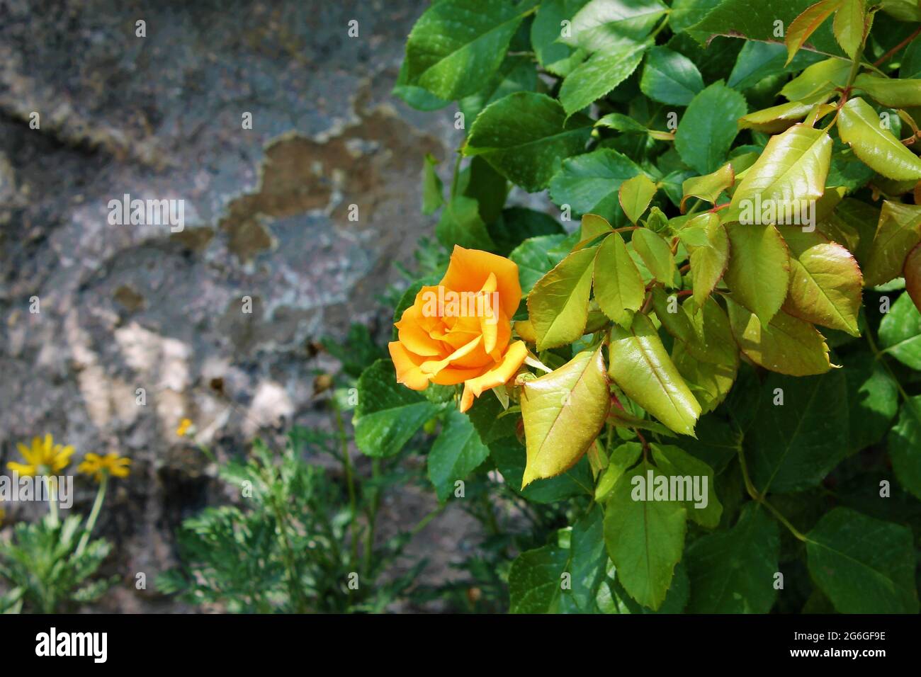 Japanese rose hi-res stock photography and images - Alamy