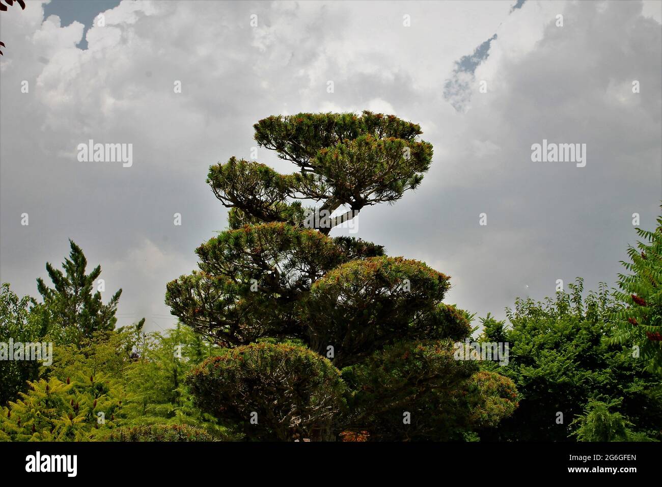 japanese garden, japanese trees, japanese style, pool, bridge Stock ...