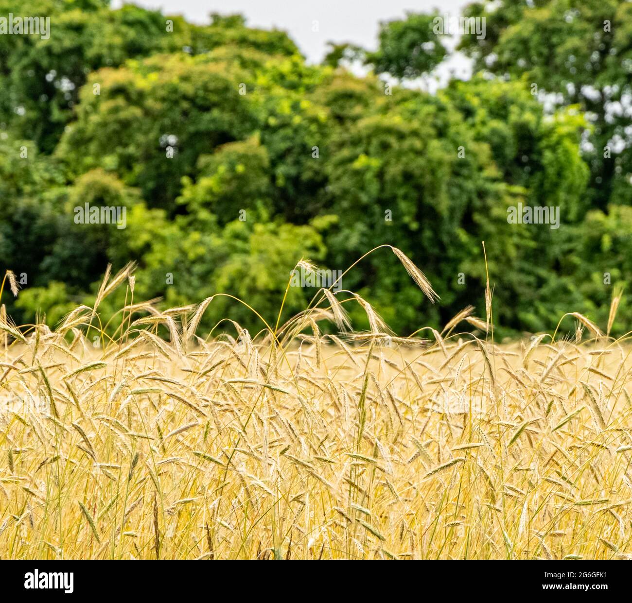 Landsape detail hi-res stock photography and images - Alamy
